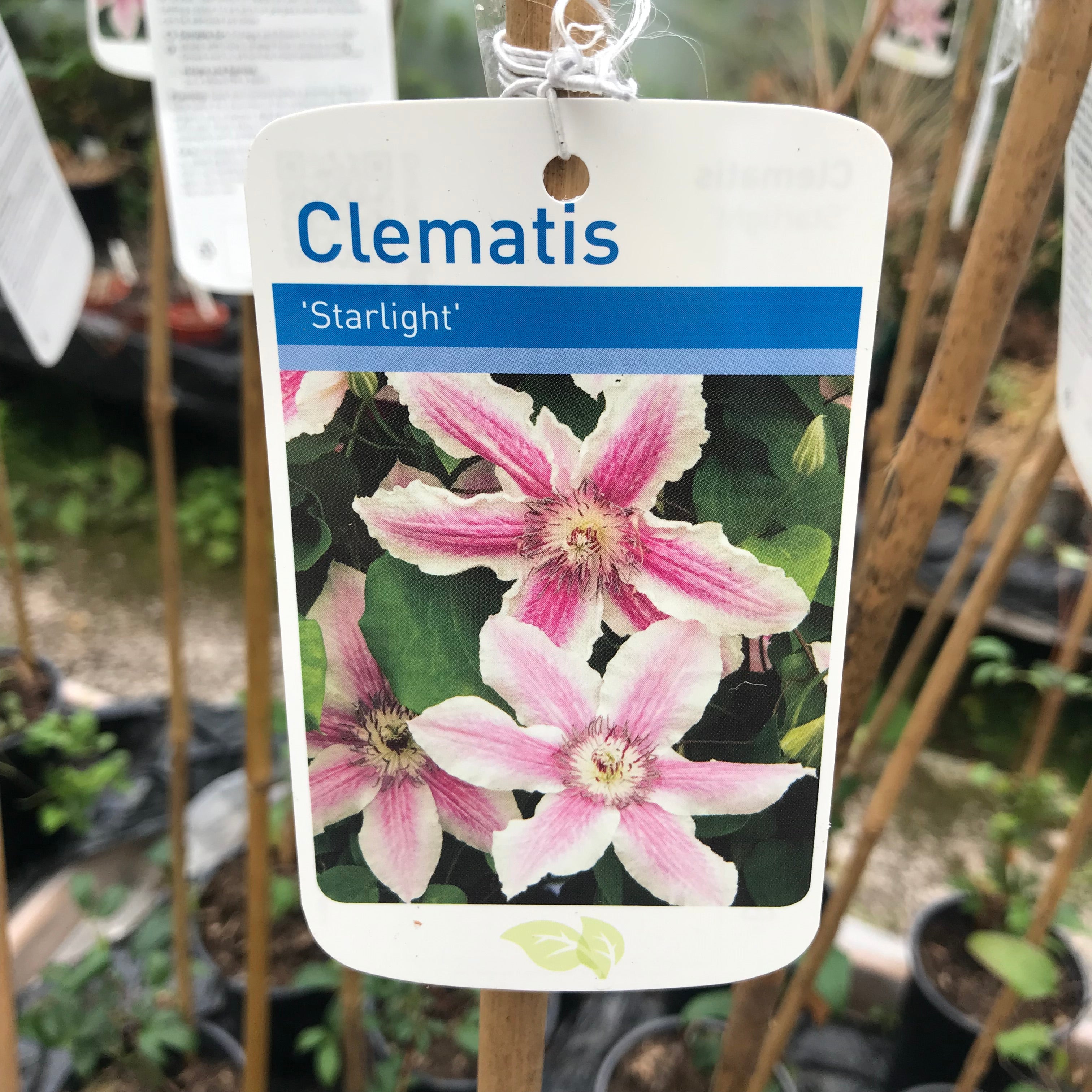 Clematis Starlight Large 2L Climber Plant – Longcombe Cross