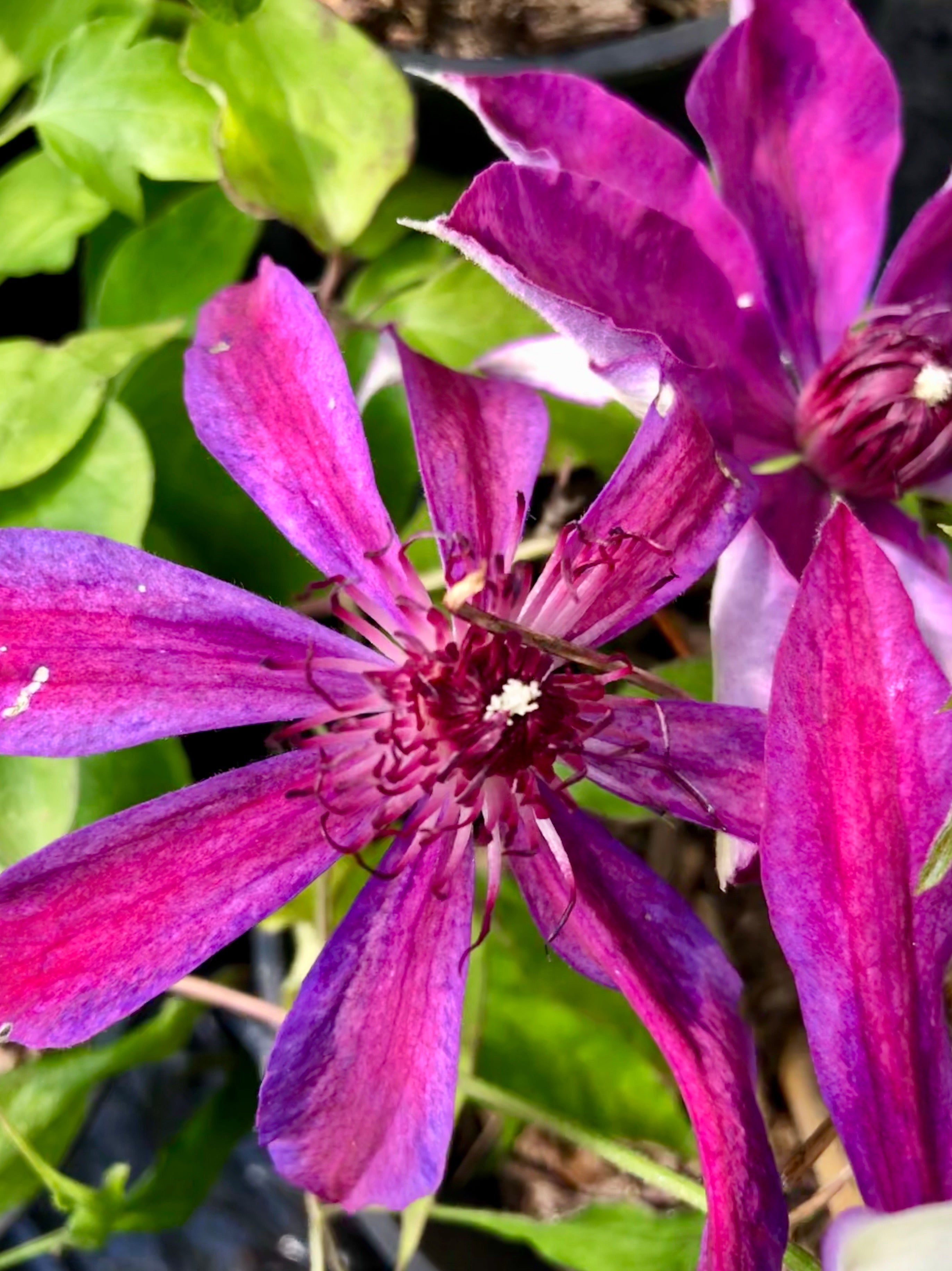 Clematis Ruby Glow Large 2L Climber Plant – Longcombe Cross